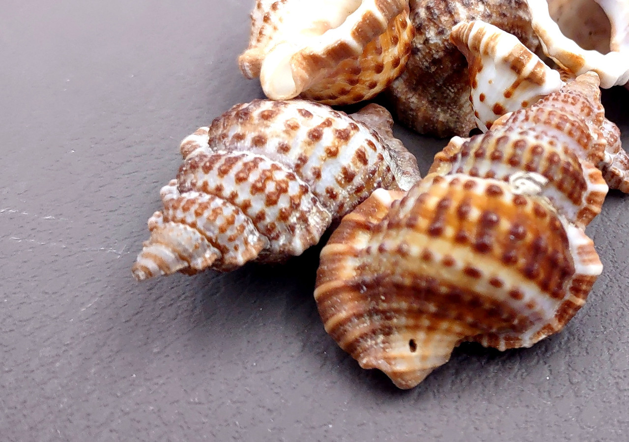 Granulate Frog Seashells Bursa Granularis (10 shells approx. 1 inch ...