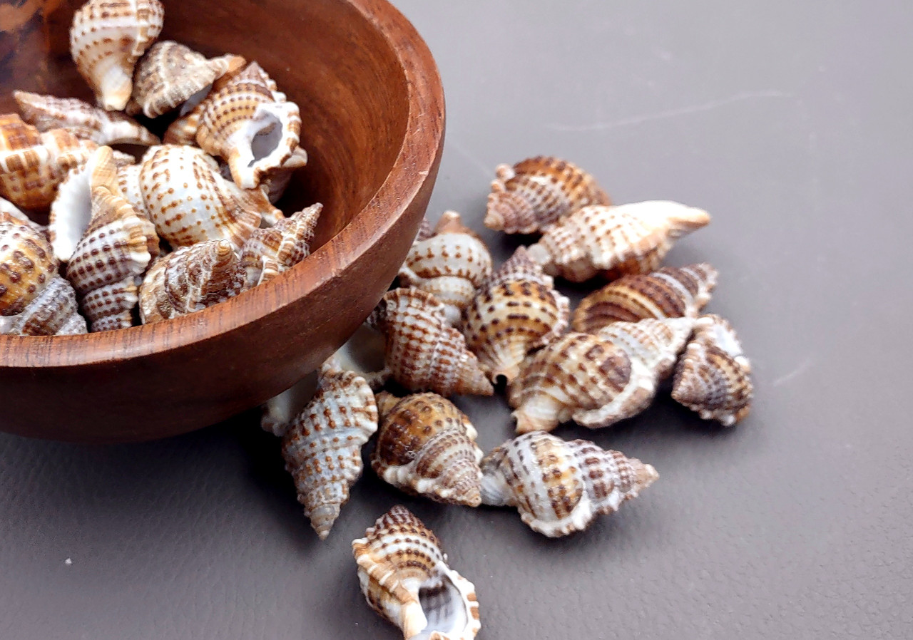 Granulate Frog Seashells Bursa Granularis (10 shells approx. 1 inch ...