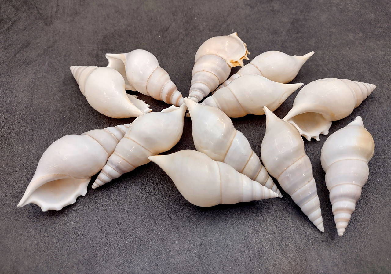 Delicate Tibia Seashell White Tibia Delicatula (3 shells approx. 3 ...