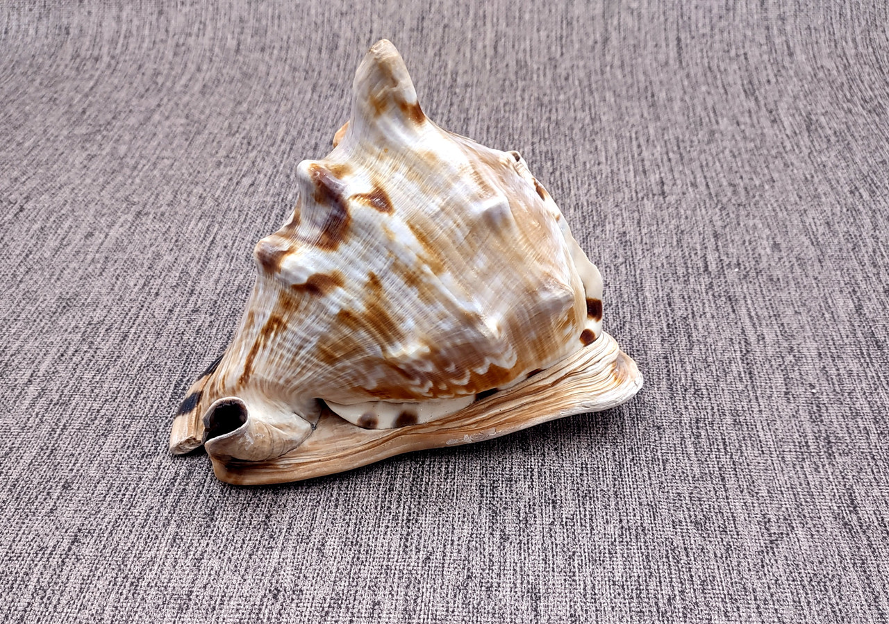 King Helmet Seashell Cassis Tuberosa (1 shell approx. 5+ inches ...