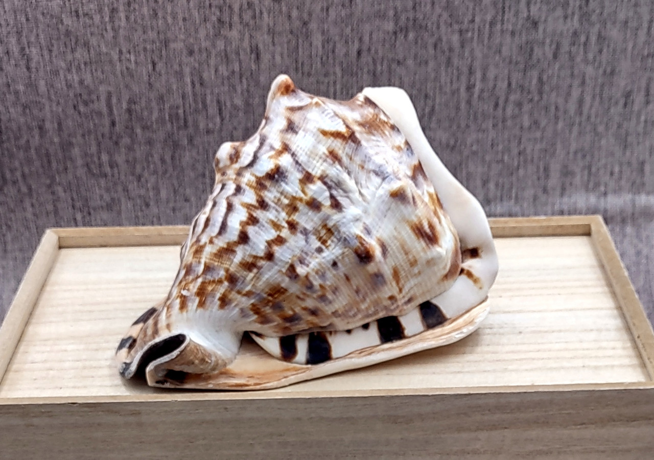 King Helmet Seashell Cassis Tuberosa (1 shell approx. 5+ inches ...
