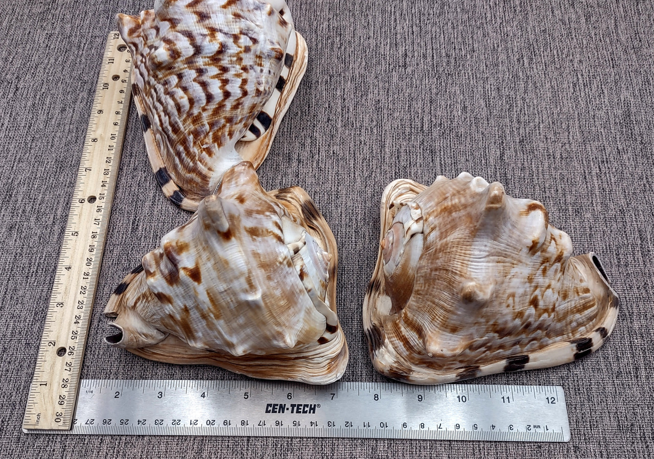 King Helmet Seashell Cassis Tuberosa (1 shell approx. 5+ inches ...