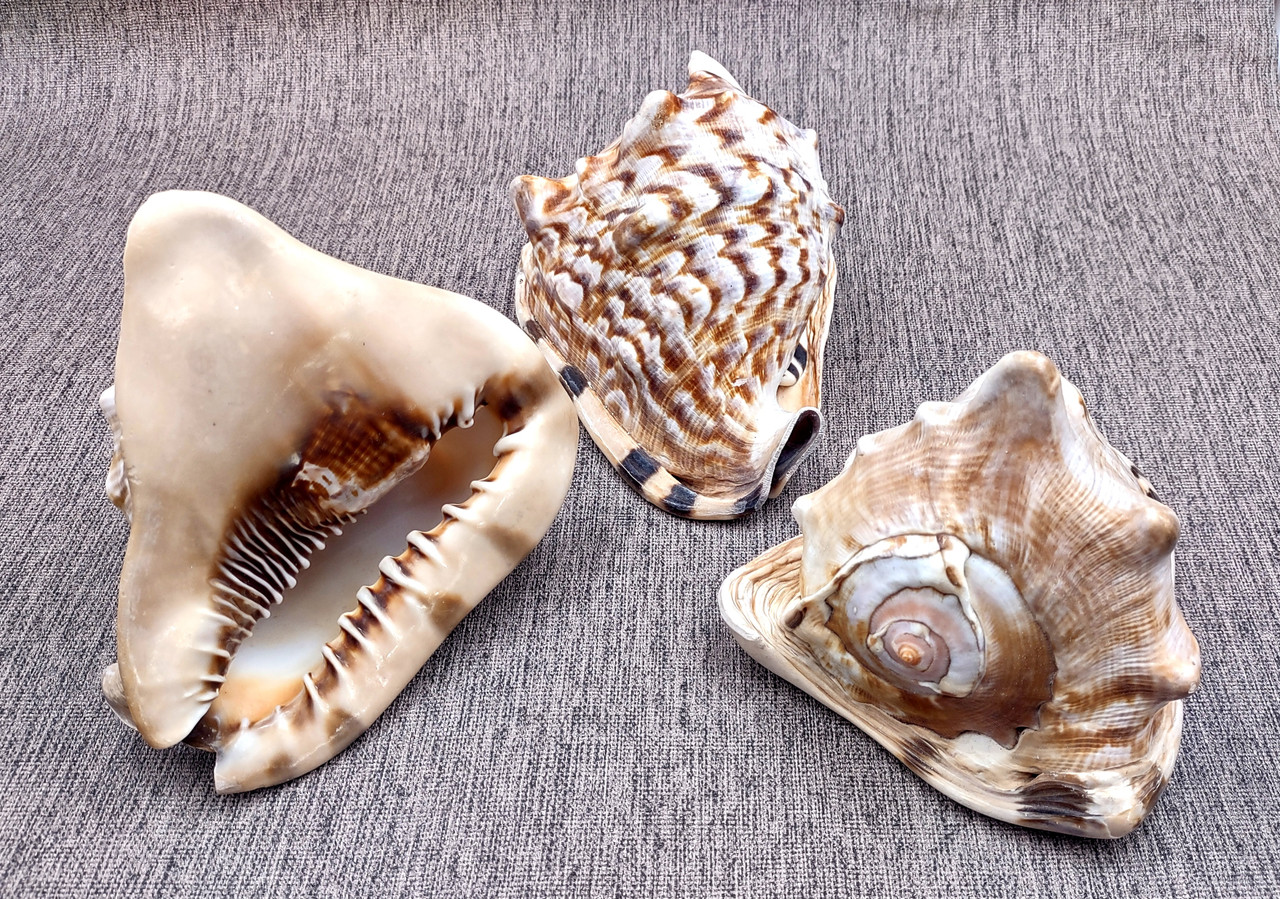 King Helmet Seashell Cassis Tuberosa (1 shell approx. 5+ inches ...