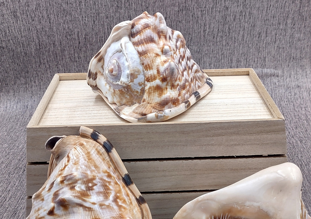 King Helmet Seashell Cassis Tuberosa (1 shell approx. 5+ inches ...
