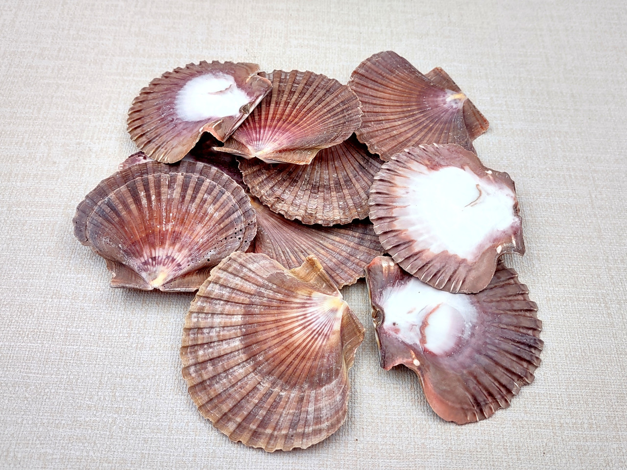 Mexican Flat Scallop Seashells Red Brown Pecten Vogdesi (10 shells ...