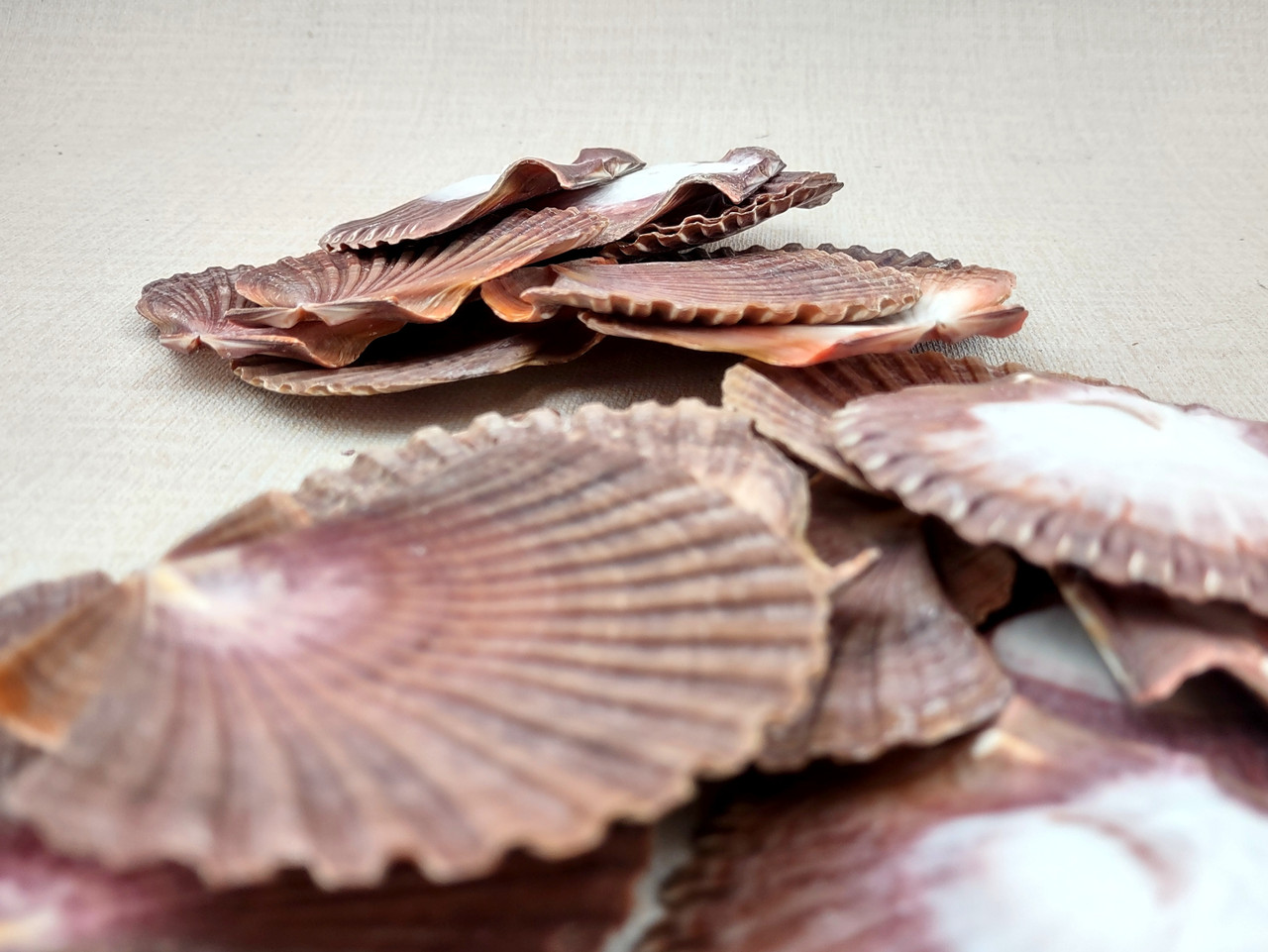 Mexican Flat Scallop Seashells Red Brown Pecten Vogdesi (10 shells ...