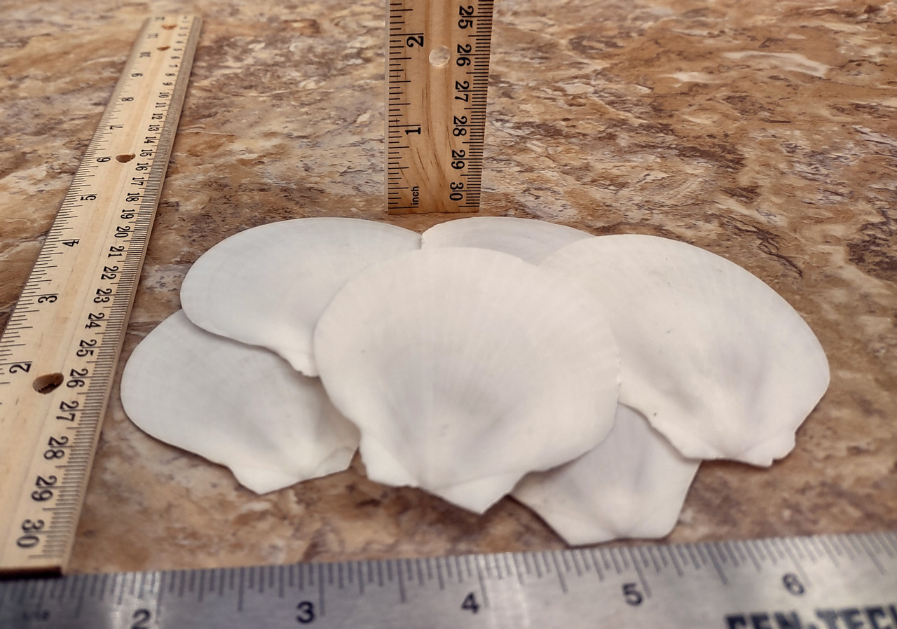 White Moon Seashells Amusium Pleuronectes (5 shells approx. 2+ inches ...