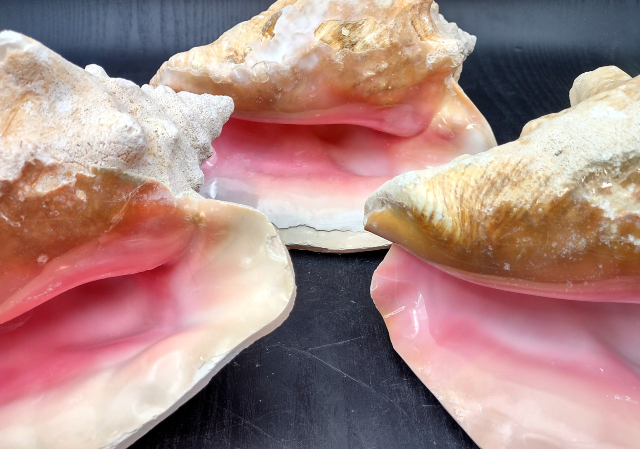 Queen Pink Conch Slit Back Strobus Gigas (1 shell approx. 8+ inches ...