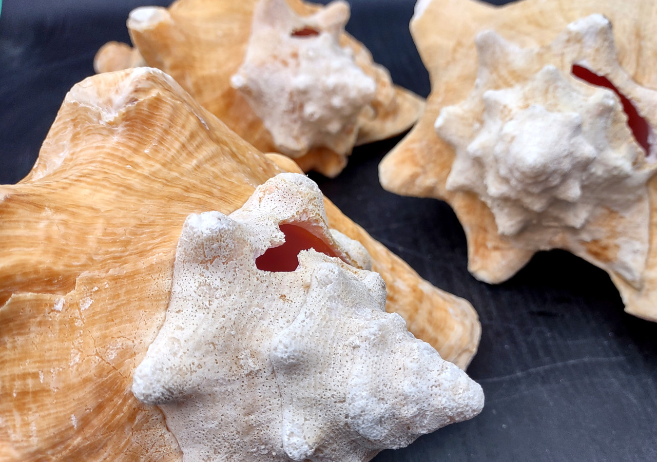 Queen Pink Conch Slit Back Strobus Gigas (1 shell approx. 8+ inches ...