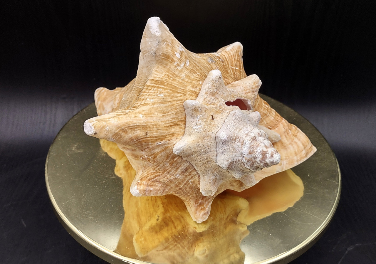 Queen Pink Conch Slit Back Strobus Gigas (1 shell approx. 8+ inches ...