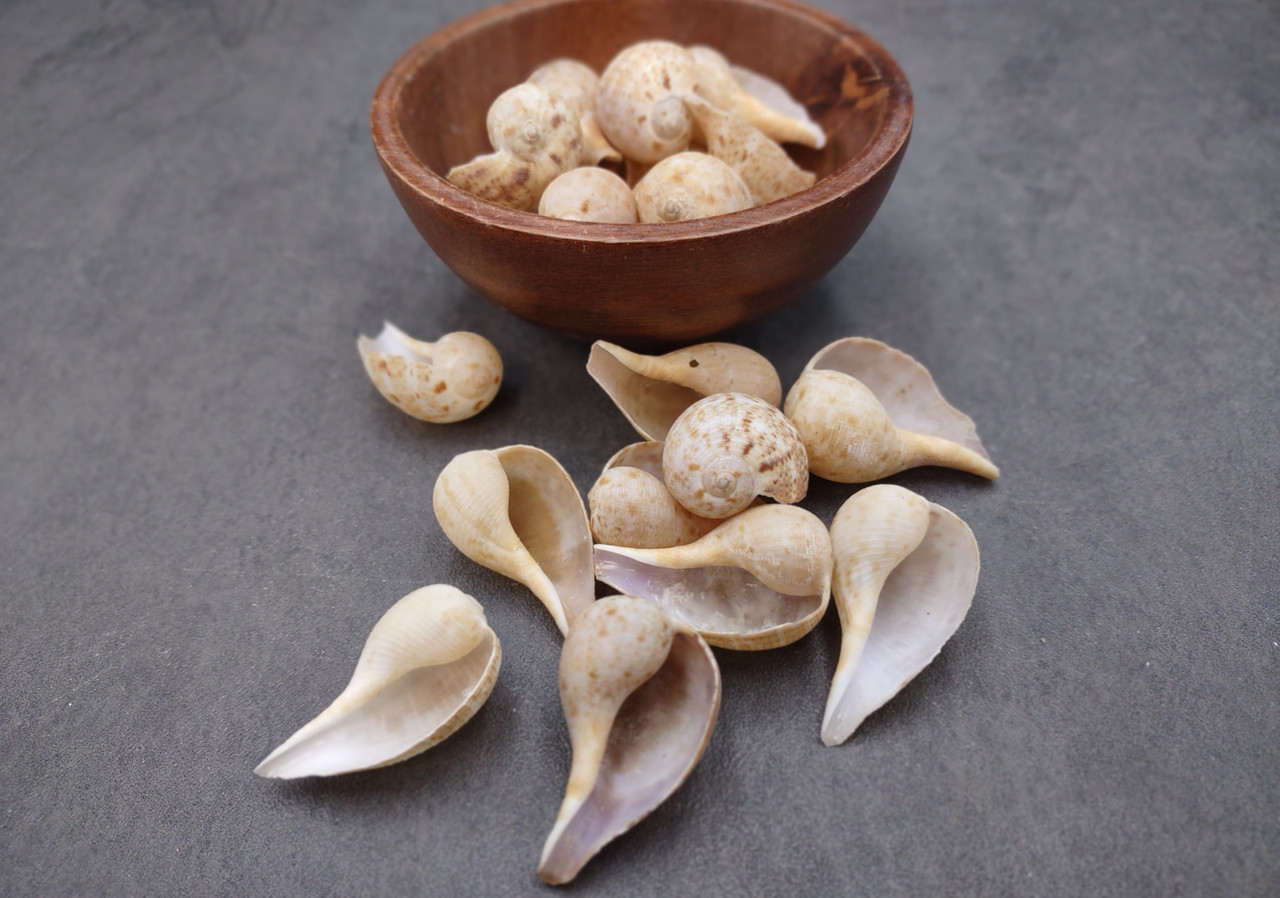 Tan Fig Seashells Ficus Gracilis (10 shells approx. 1+ inches) Quality ...