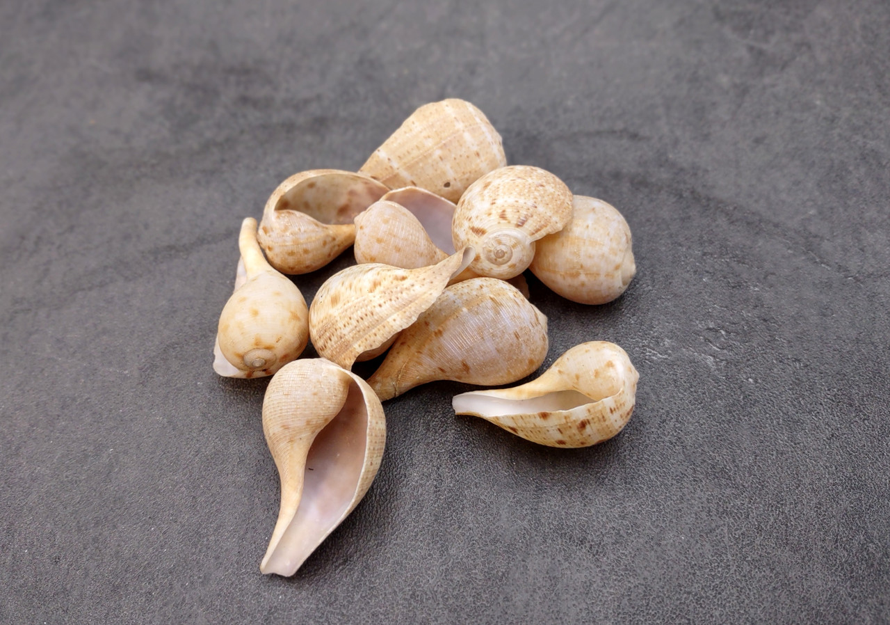 Tan Fig Seashells Ficus Gracilis (10 shells approx. 1+ inches) Quality ...