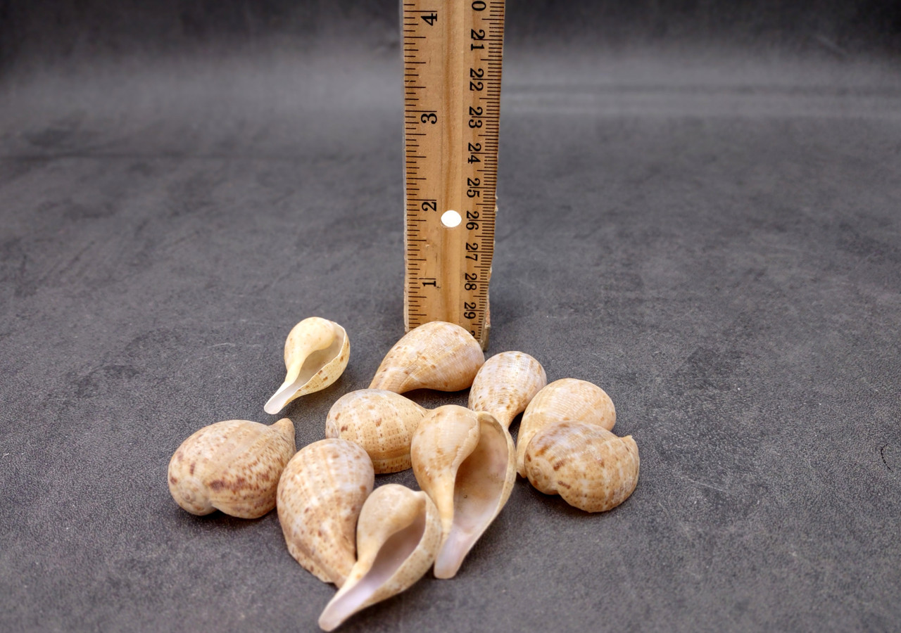 Tan Fig Seashells Ficus Gracilis (10 shells approx. 1+ inches) Quality ...