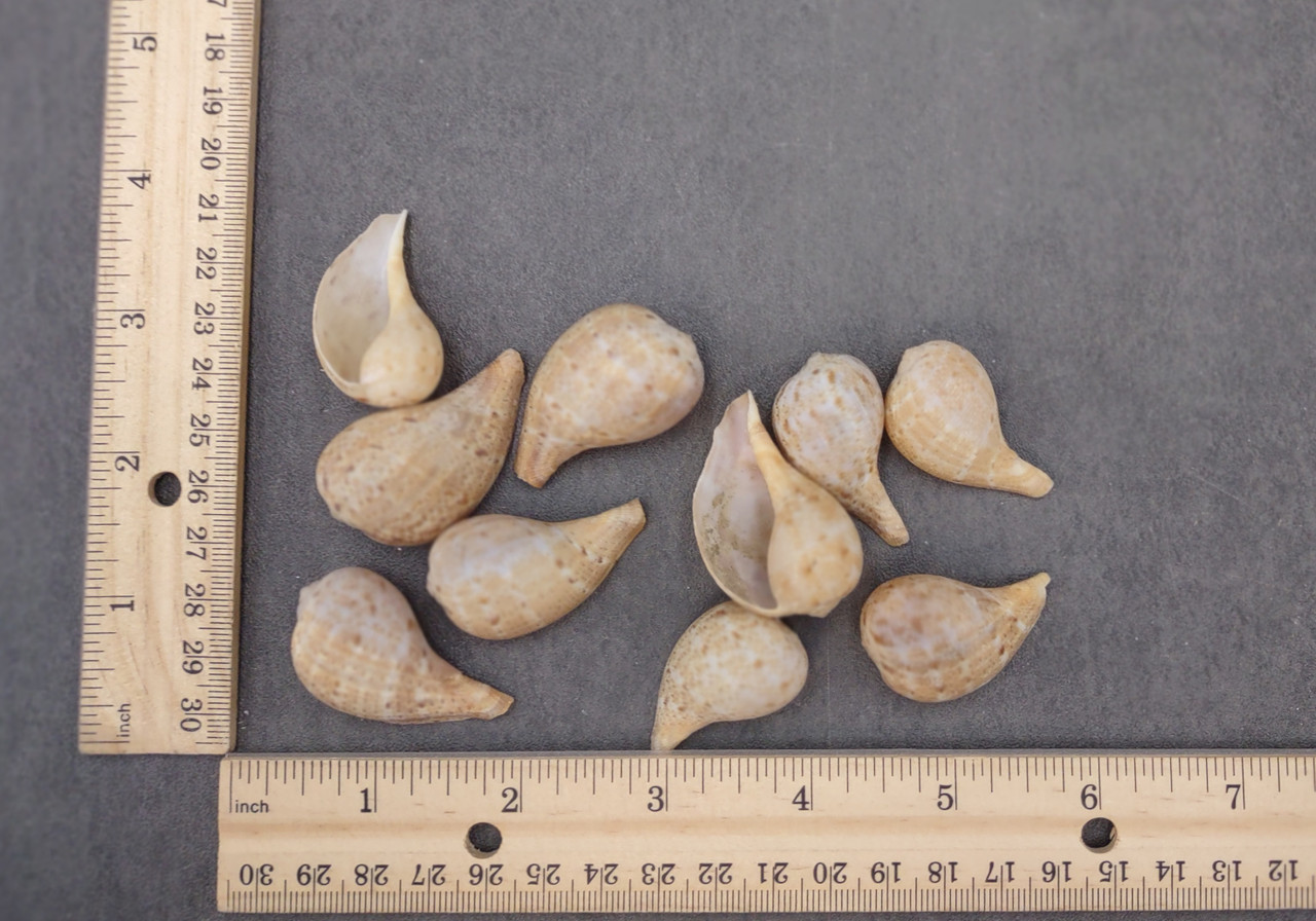 Tan Fig Seashells Ficus Gracilis (10 shells approx. 1+ inches) Quality ...