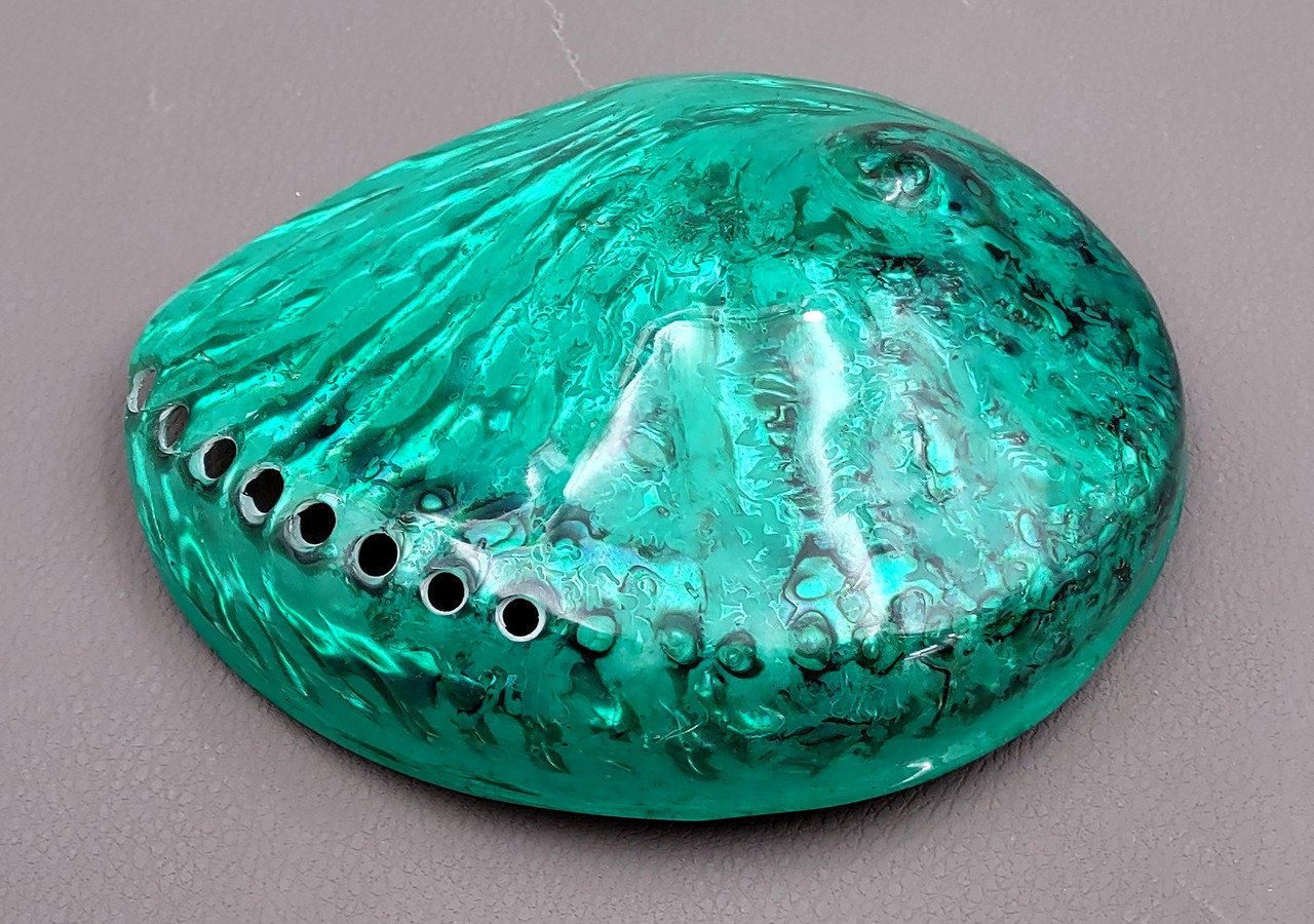 Polished Green Dyed Abalone Midas Seashell Haliotis Midae (1 shell ...
