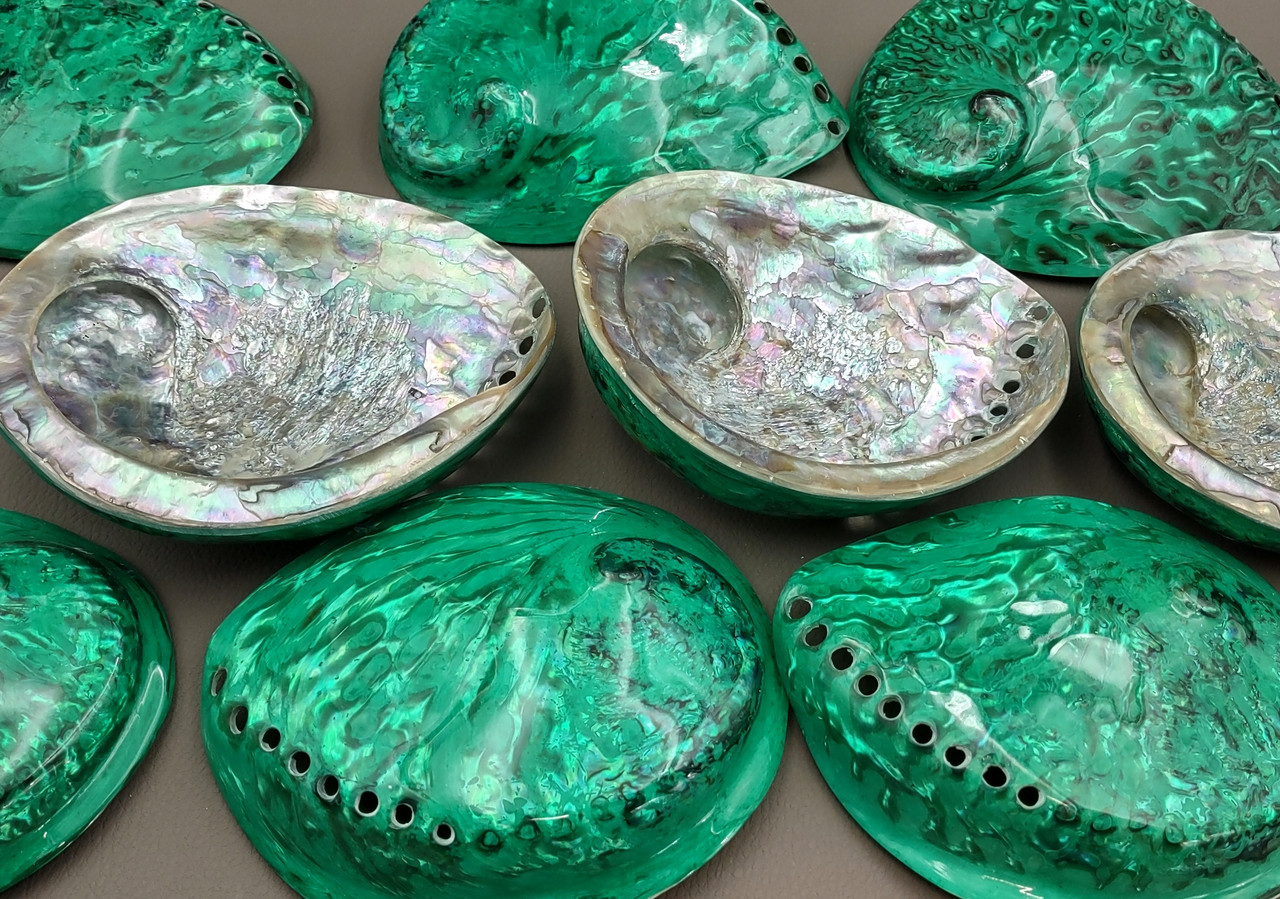 Polished Green Dyed Abalone Midas Seashell Haliotis Midae (1 shell ...