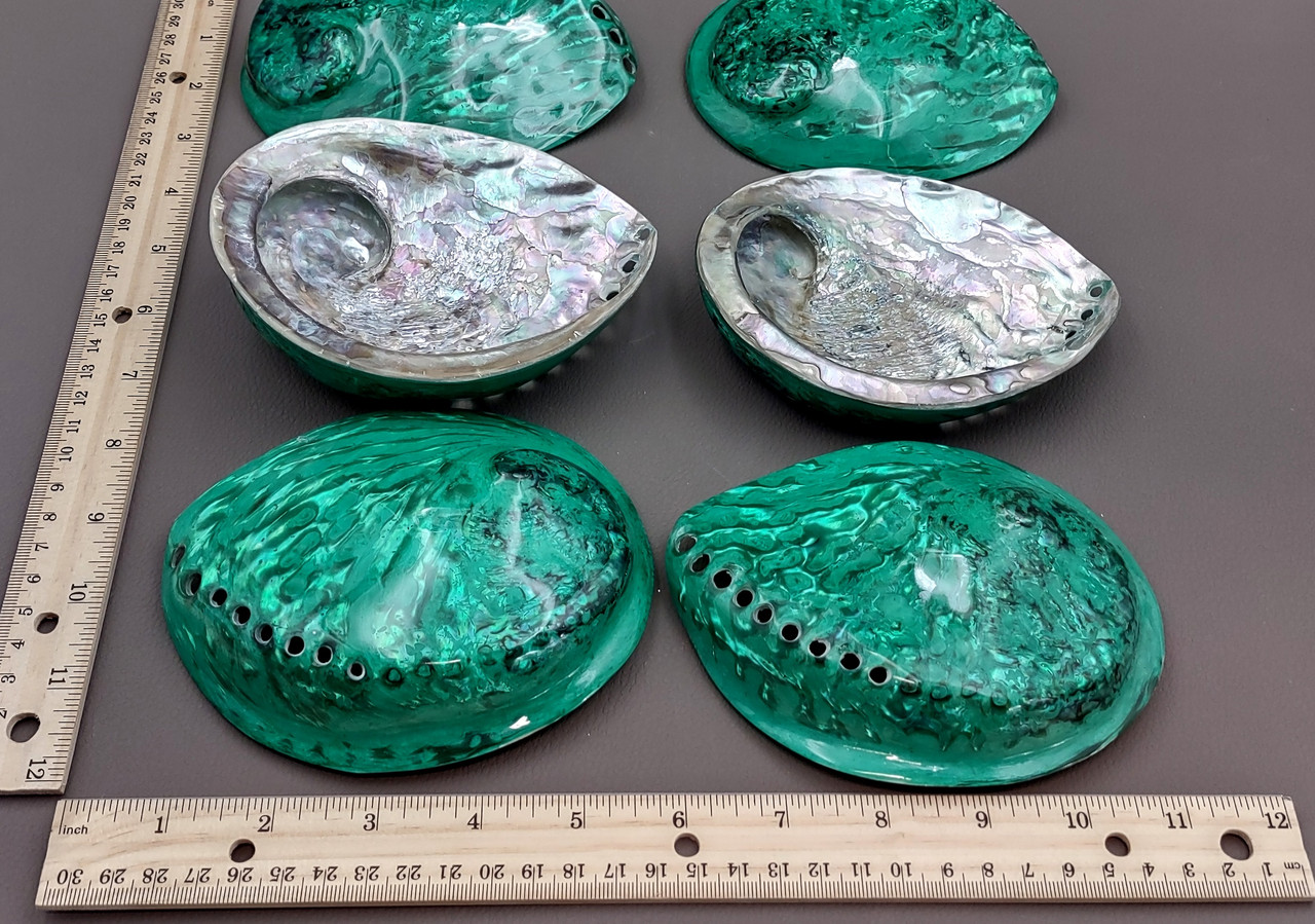 Polished Green Dyed Abalone Midas Seashell Haliotis Midae (1 shell ...