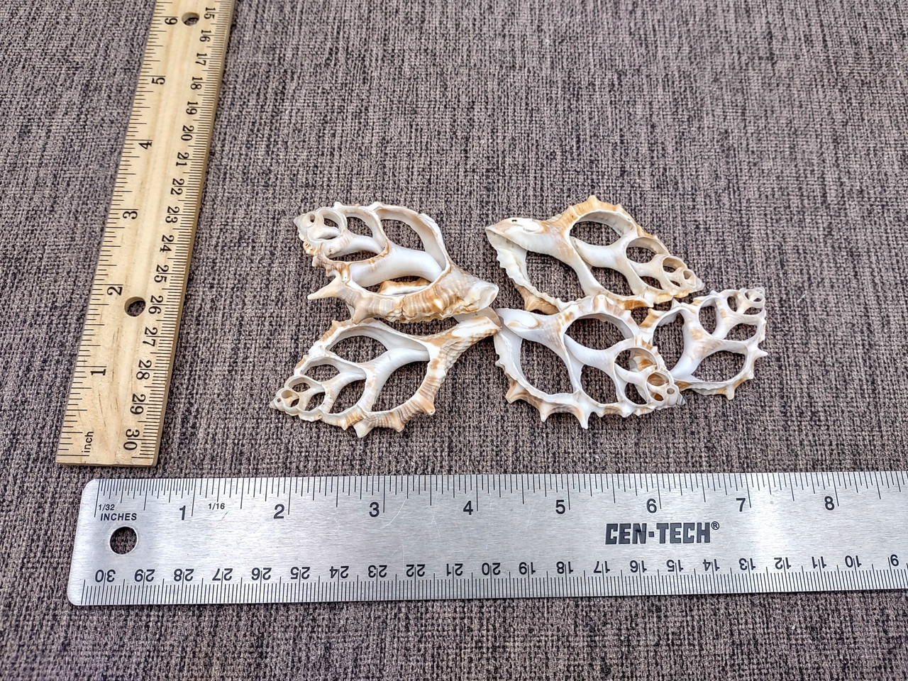 Center Cut Frilled Frog Seashells Bursa Rana (5 shells approx. 1.5-2.5 ...