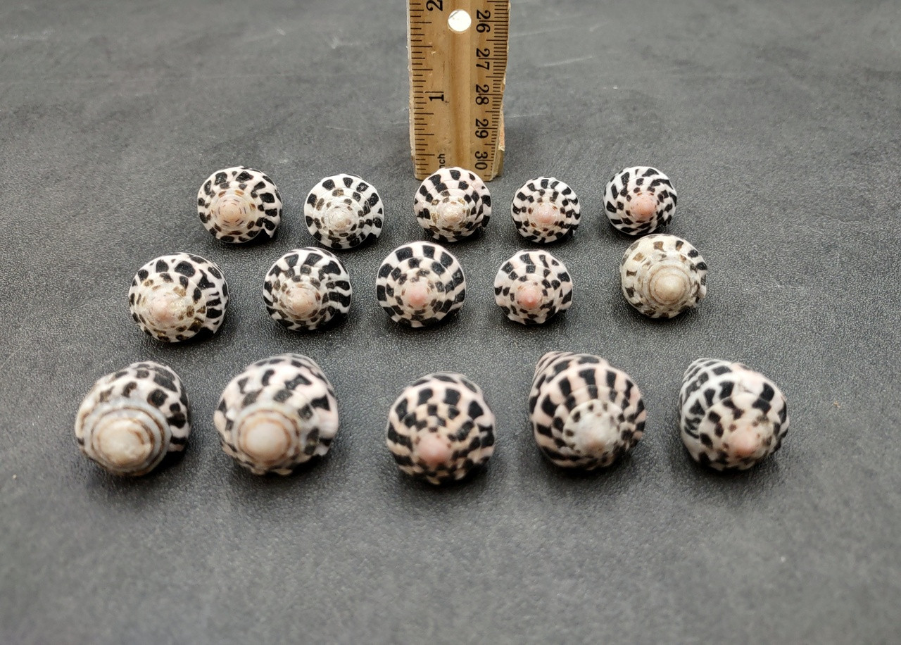 Large Hebrew Cone Seashells Conus Ebraeus White Black Spots (5 shells ...
