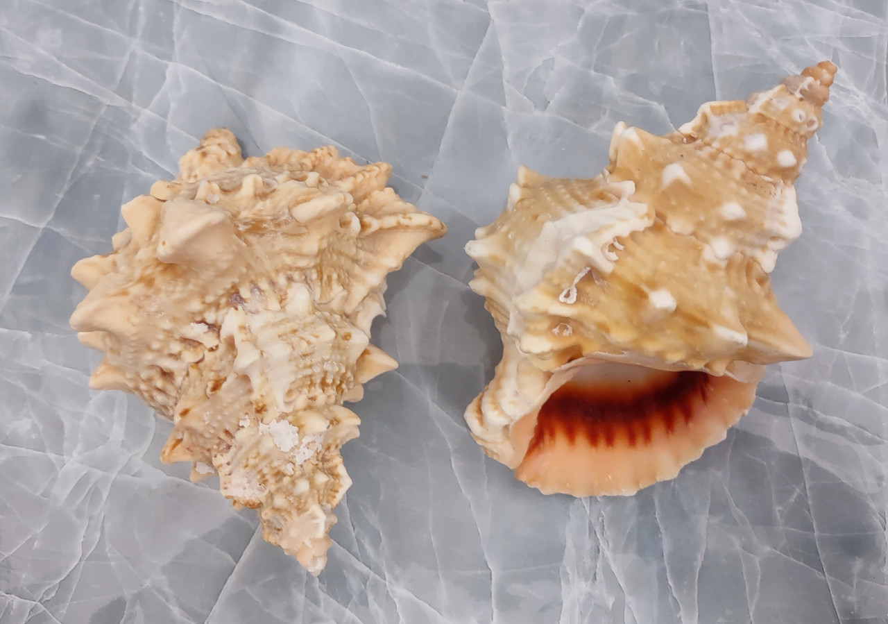 Red Mouth Frog Seashell Bursa Lissostoma (1 shell approx. 4.5-5.5 ...