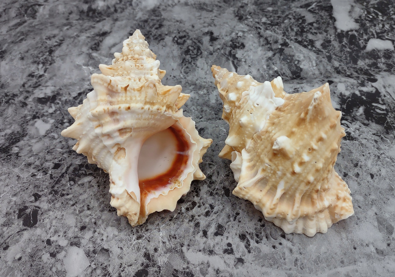 Red Mouth Frog Seashell Bursa Lissostoma (1 shell approx. 4.5-5.5 ...