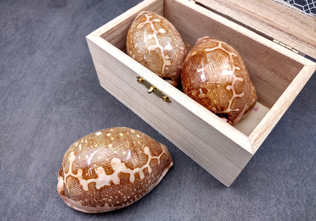 Ancient Map Cowrie Seashell - Cypraea Mappa - (1 shell approx. 2.5-3.5")