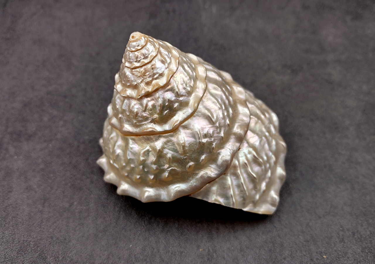 Pearlized Wavy Turban Seashell Astraea Turbanicum (1 shell approx. 4 ...