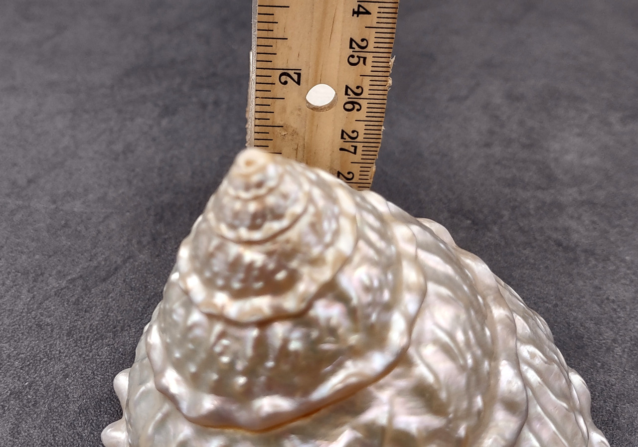 Pearlized Wavy Turban Seashell Astraea Turbanicum (1 shell approx. 4 ...