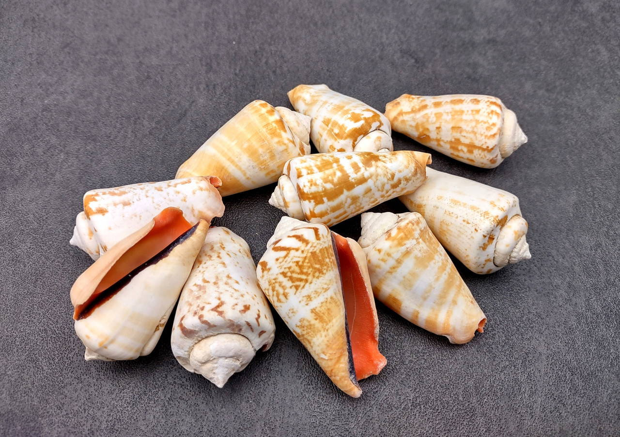 Strawberry Conch Seashells Conomurex Luhuanus (10 shells approx. 1 ...