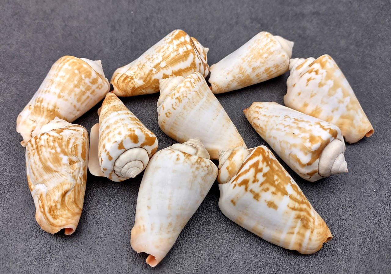 Strawberry Conch Seashells Conomurex Luhuanus (10 shells approx. 1 ...