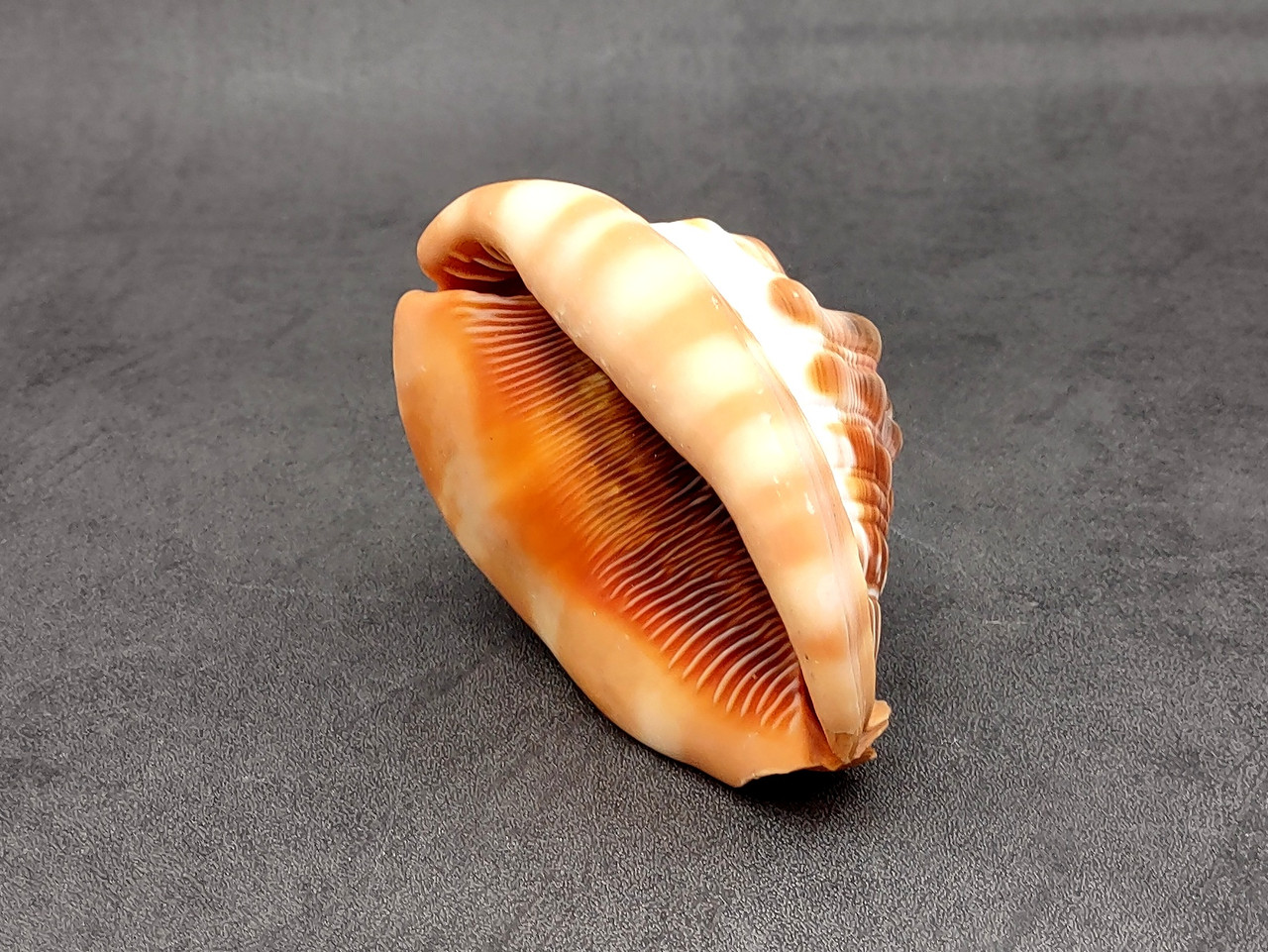 Baby Bull's Mouth Helmet Seashell Cassis Rufa (1 shell approx. 3 ...