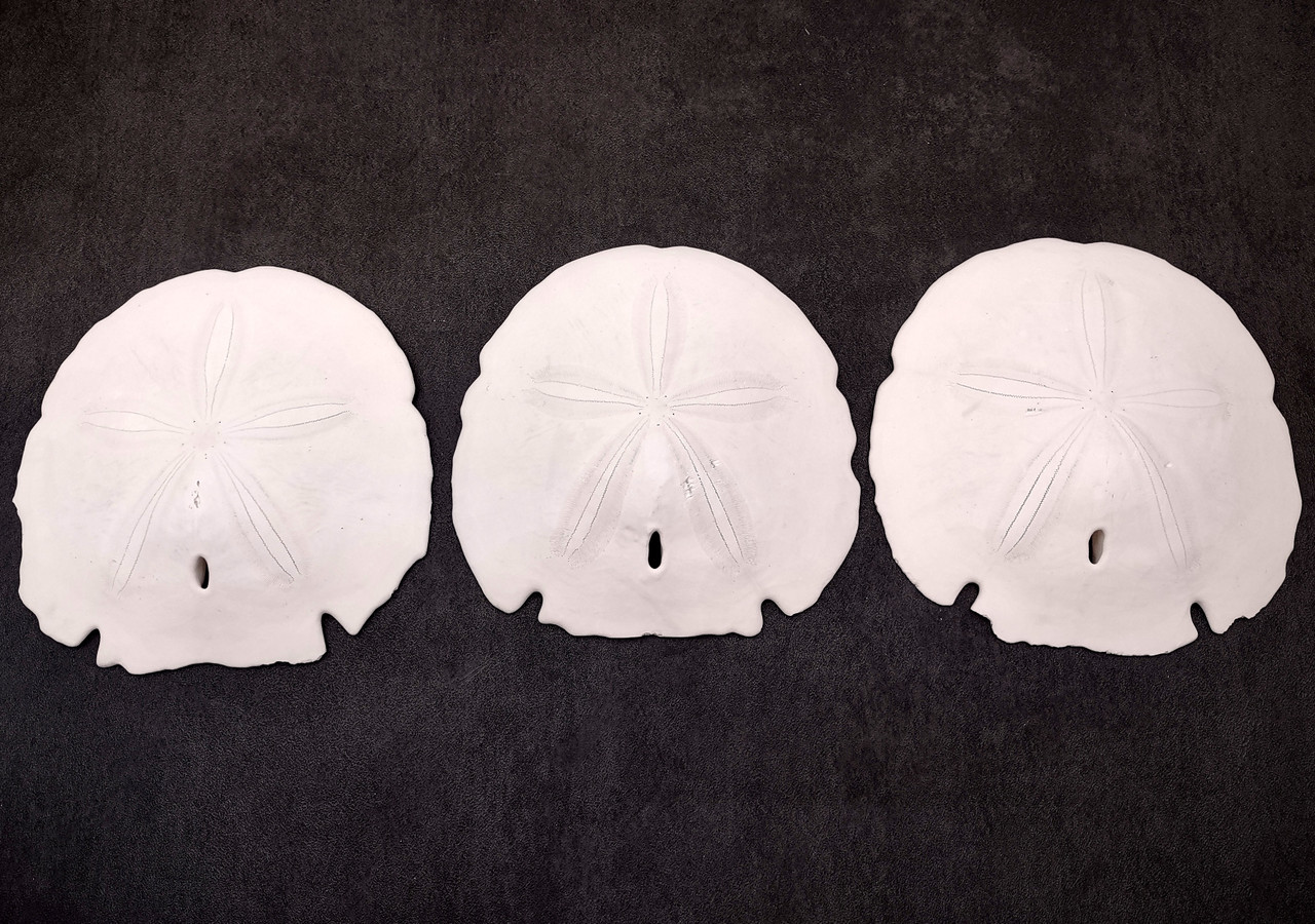 Arrowhead Sand Dollar Shell Extra Large Encope Michelini (1 shell ...