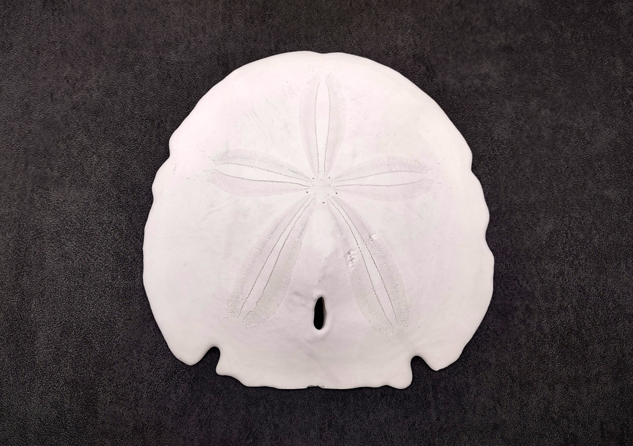 Arrowhead Sand Dollar Shell Extra Large Encope Michelini (1 shell ...