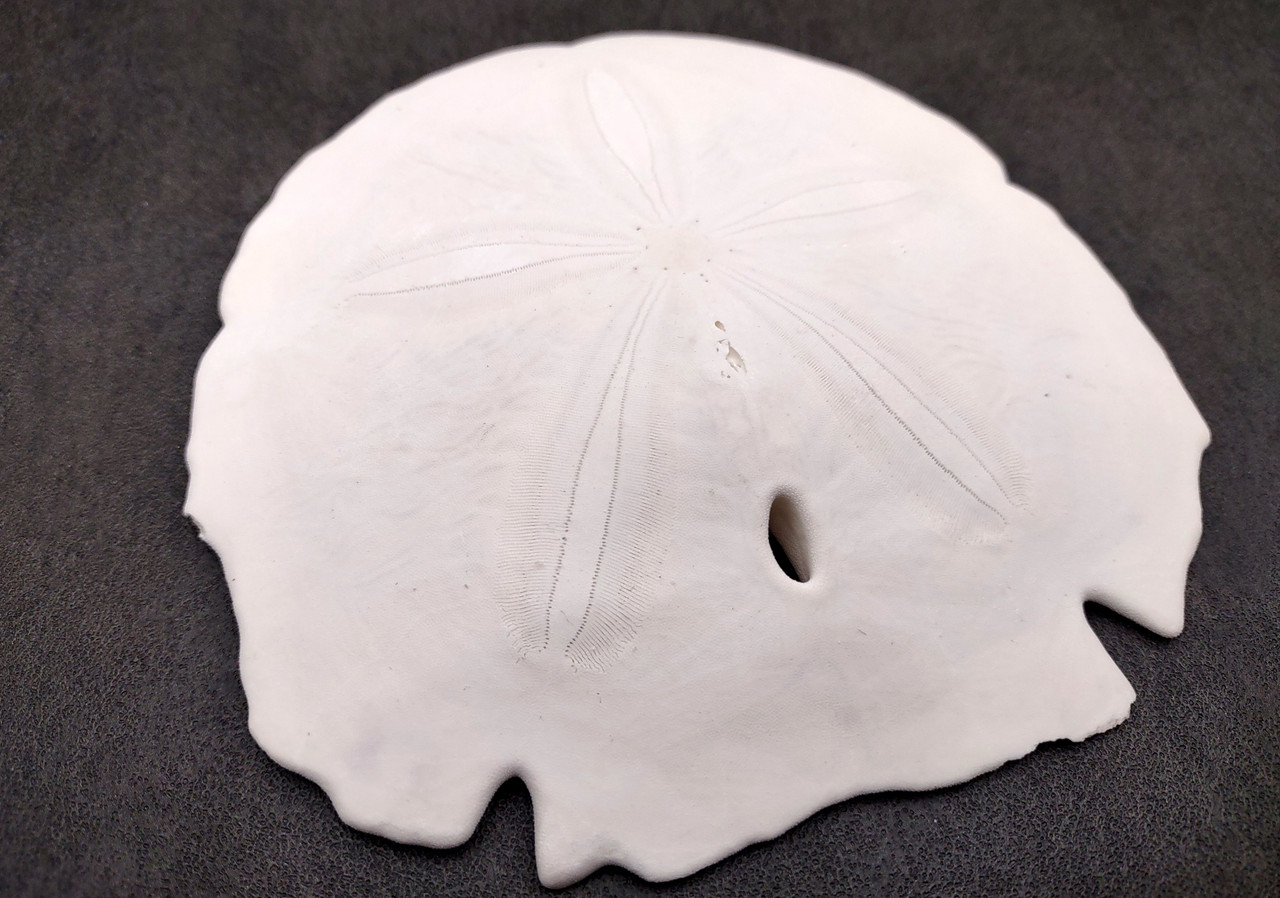 Arrowhead Sand Dollar Shell Extra Large Encope Michelini (1 shell ...