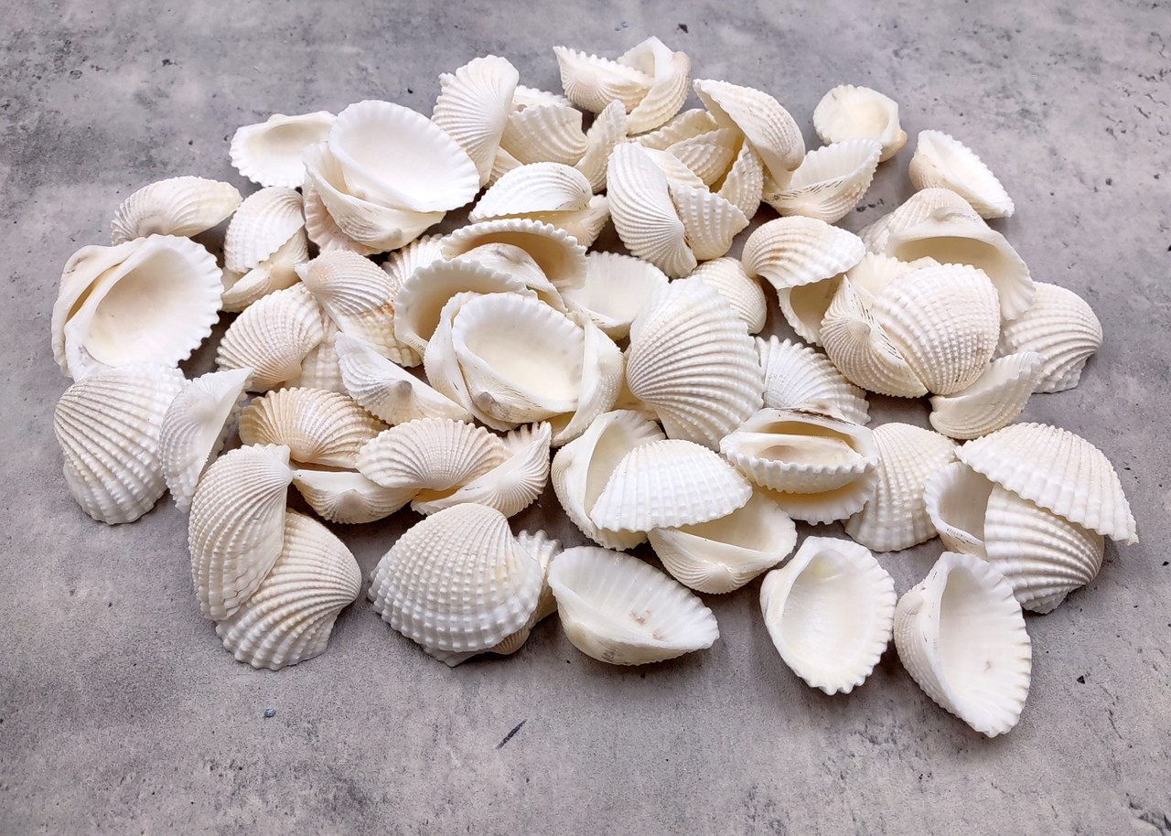 White Granular Ark Clam Seashells Andara Granosa (approx. 1 kilogram ...