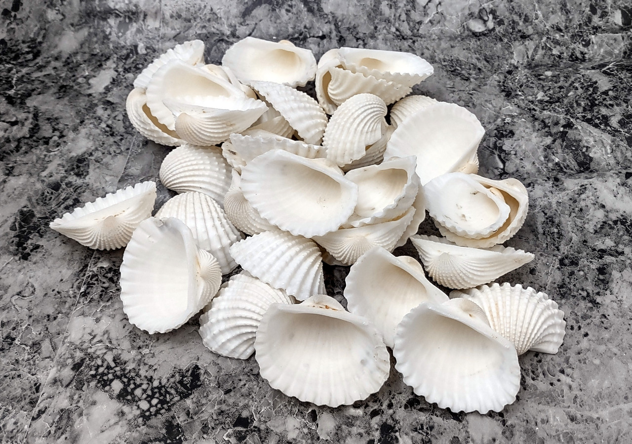 White Granular Ark Clam Seashells Andara Granosa (approx. 1 kilogram ...