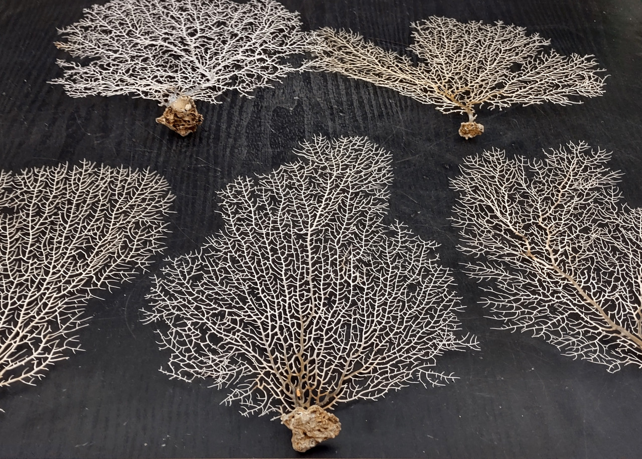 White Sea Fan Coral (1 fan approx. 7-9+ inches) Adorable sea fan for ...