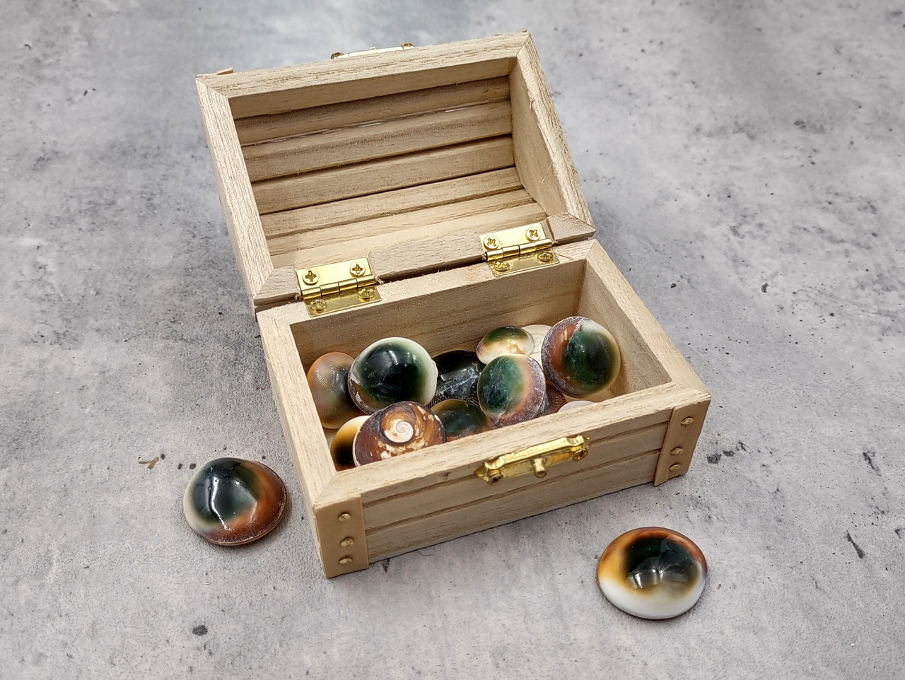 Cats Eyes Seashells Turbo Opercula (5 shells approx. 1+ inch) Unique ...