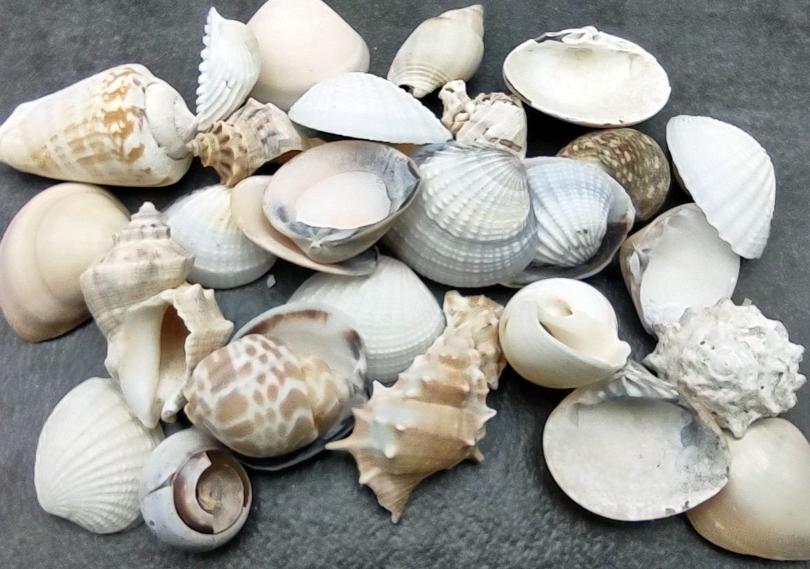 Medium Seashell Assorted Ocean Mix (approx. 1 cup 30+ shells 1-1.5 ...