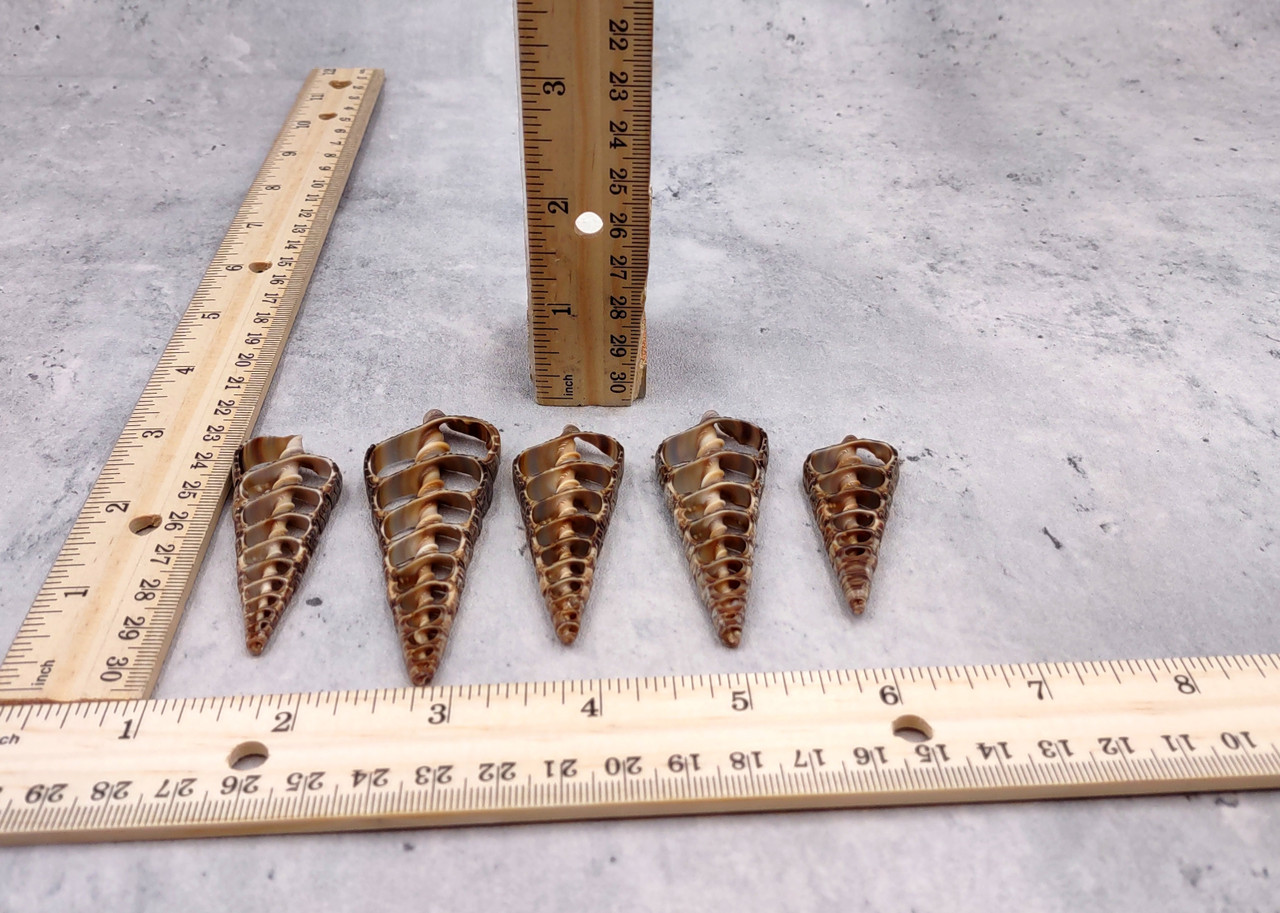 Center Cut Telescope Seashells Brown Sliced Telescopium (5 shells ...