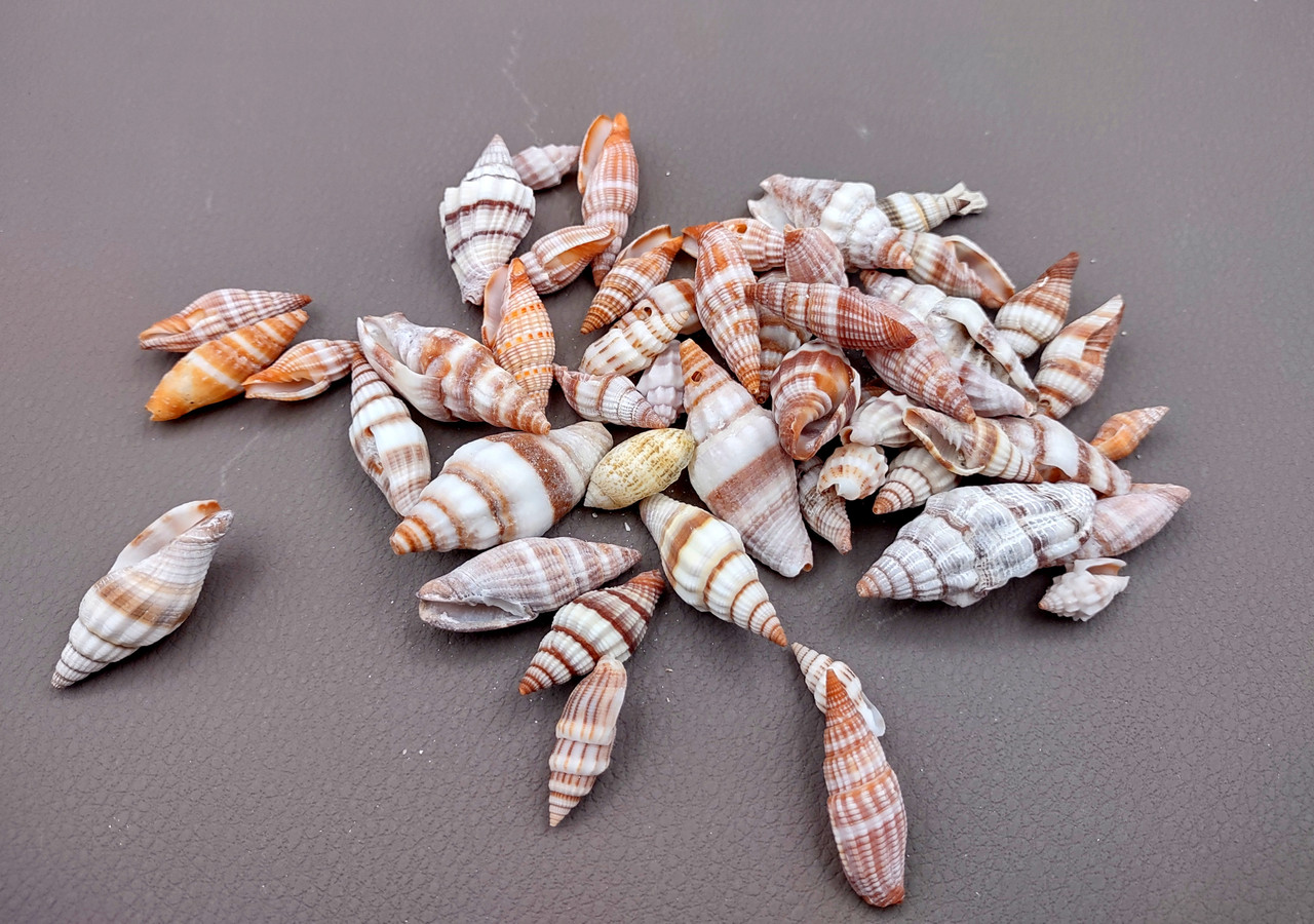 Assorted Miter Seashells White Striped (approx. 20+ shells 1+ inches ...