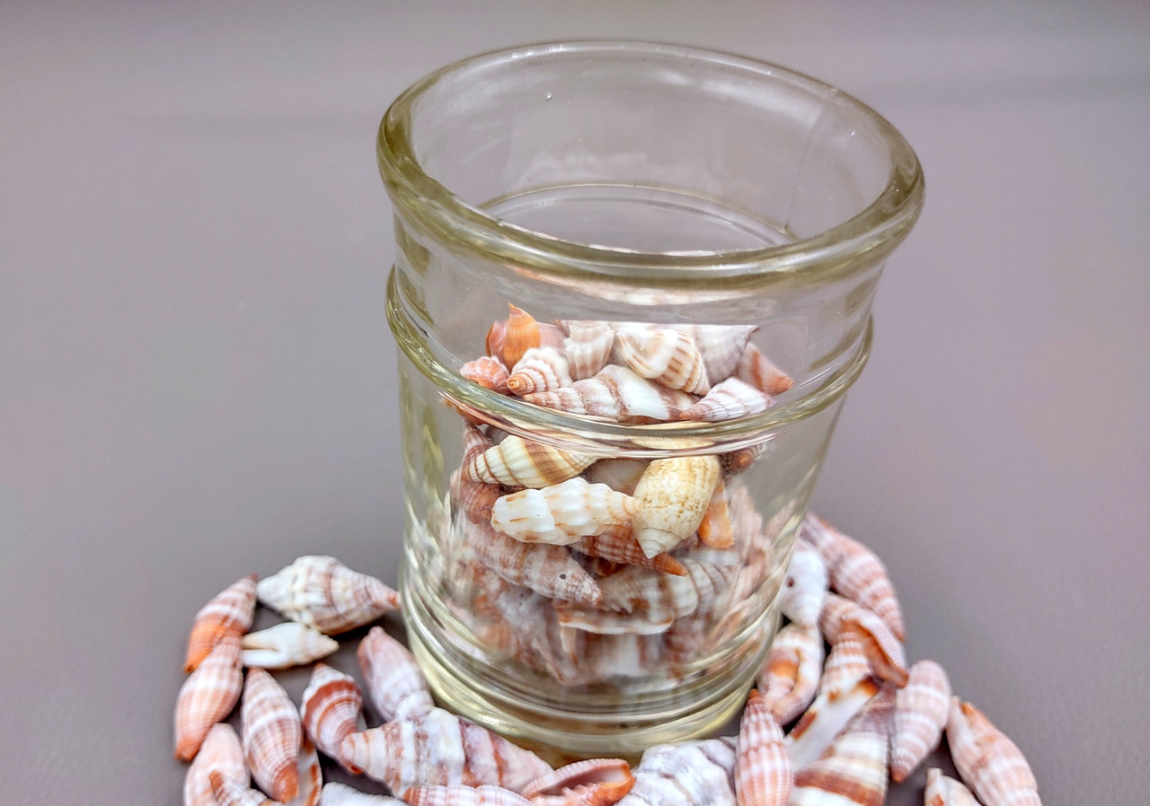 Assorted Miter Seashell Mix Orange Brown Striped (approx. third cup ...