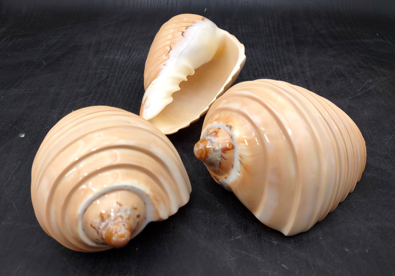 Noble Volute Seashell Banded Polished Voluta Nobilis (1 shell approx. 5 ...