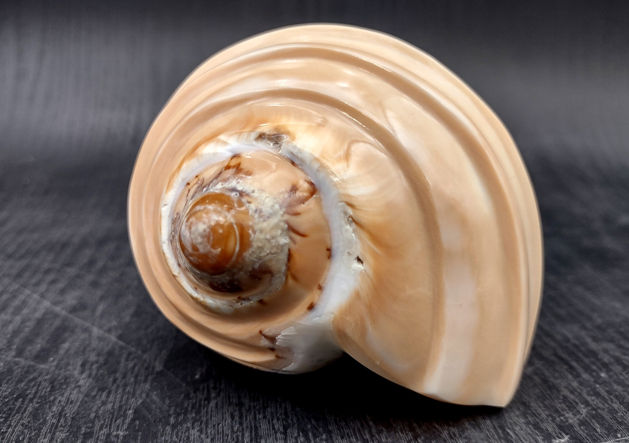 Noble Volute Seashell Banded Polished Voluta Nobilis (1 shell approx. 5 ...