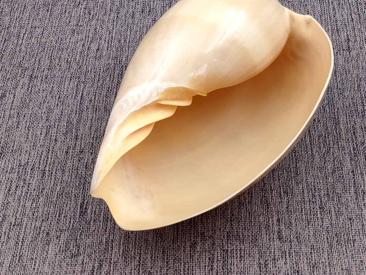 Polished Crowned Baler Seashell Voluta Diadema (1 shell 6+ inches ...