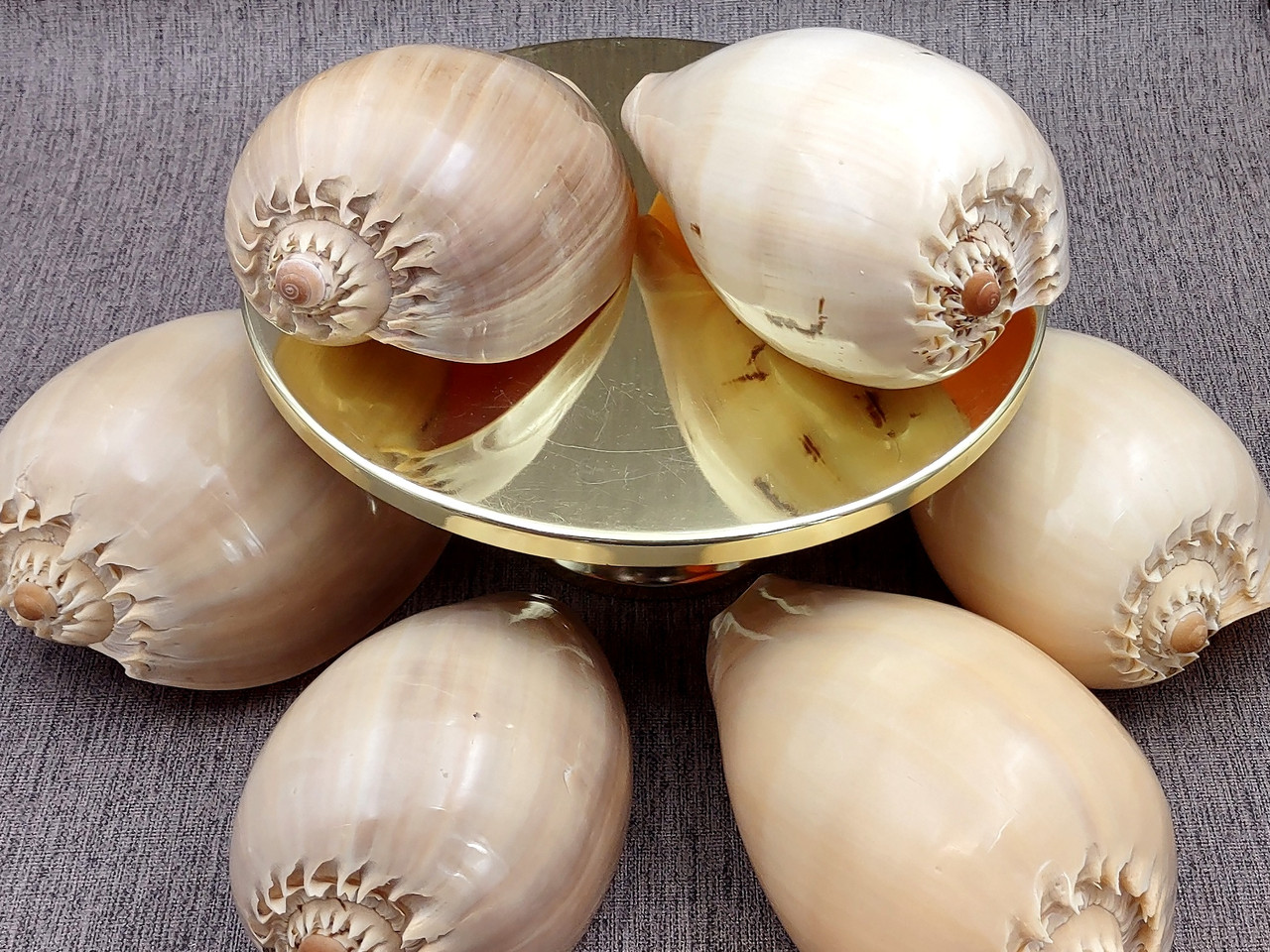 Polished Crowned Baler Seashell Voluta Diadema (1 shell approx. 6 ...