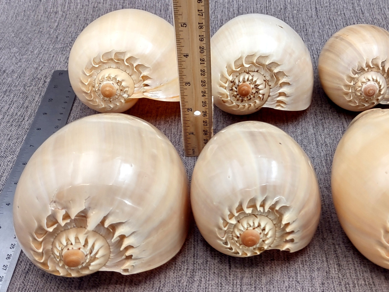 Polished Crowned Baler Seashell Voluta Diadema (1 shell approx. 6 ...