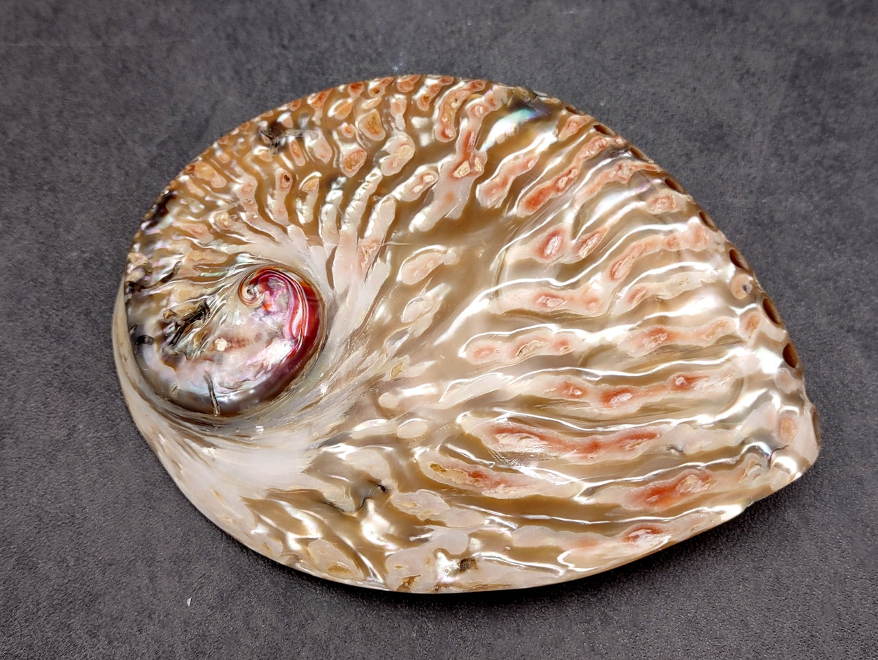 Polished White Midas Abalone Seashell Haliotis Midae (1 shell approx. 4 ...