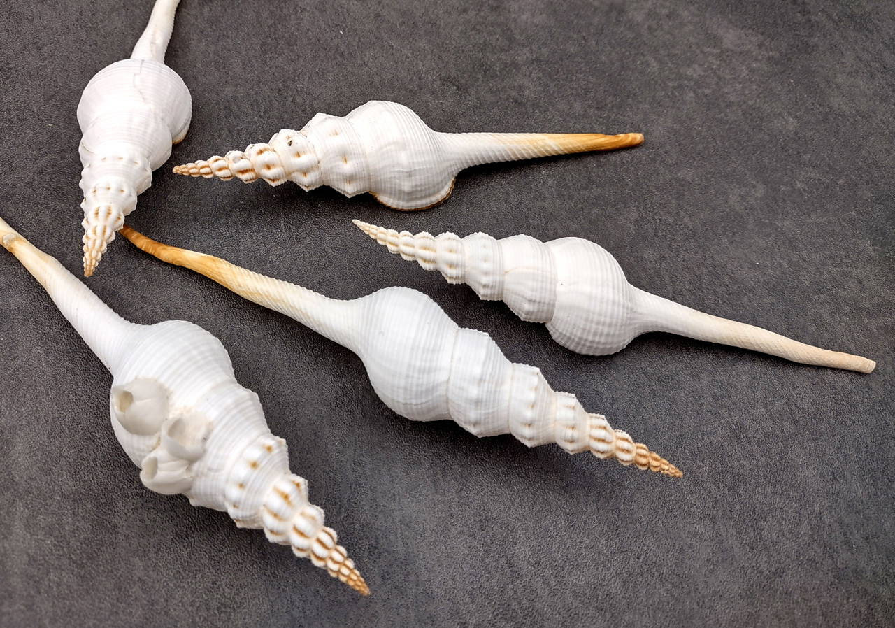 Du Petits Spindle Seashell White Goniofusus Dupetitthouarsi (1 shell ...