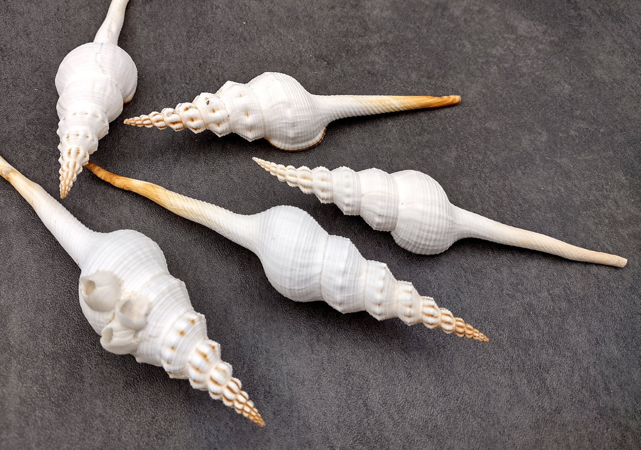 Du Petits Spindle Fusinus Dupetitthouarsi (1 shell approx. 5+ inches ...